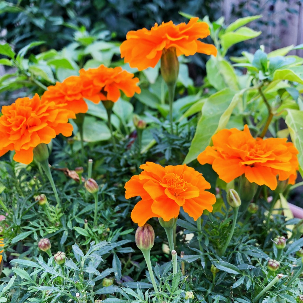 Dyeing with Marigolds – Myra Made Color