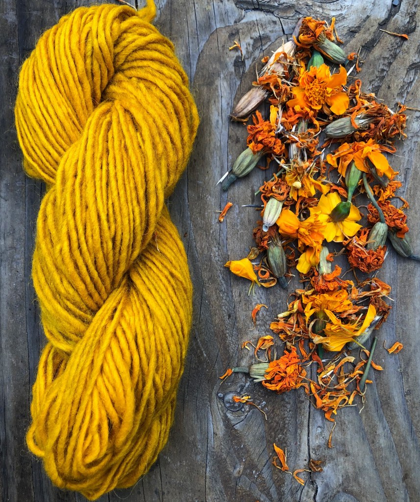 Dyeing with Marigolds – Myra Made Color