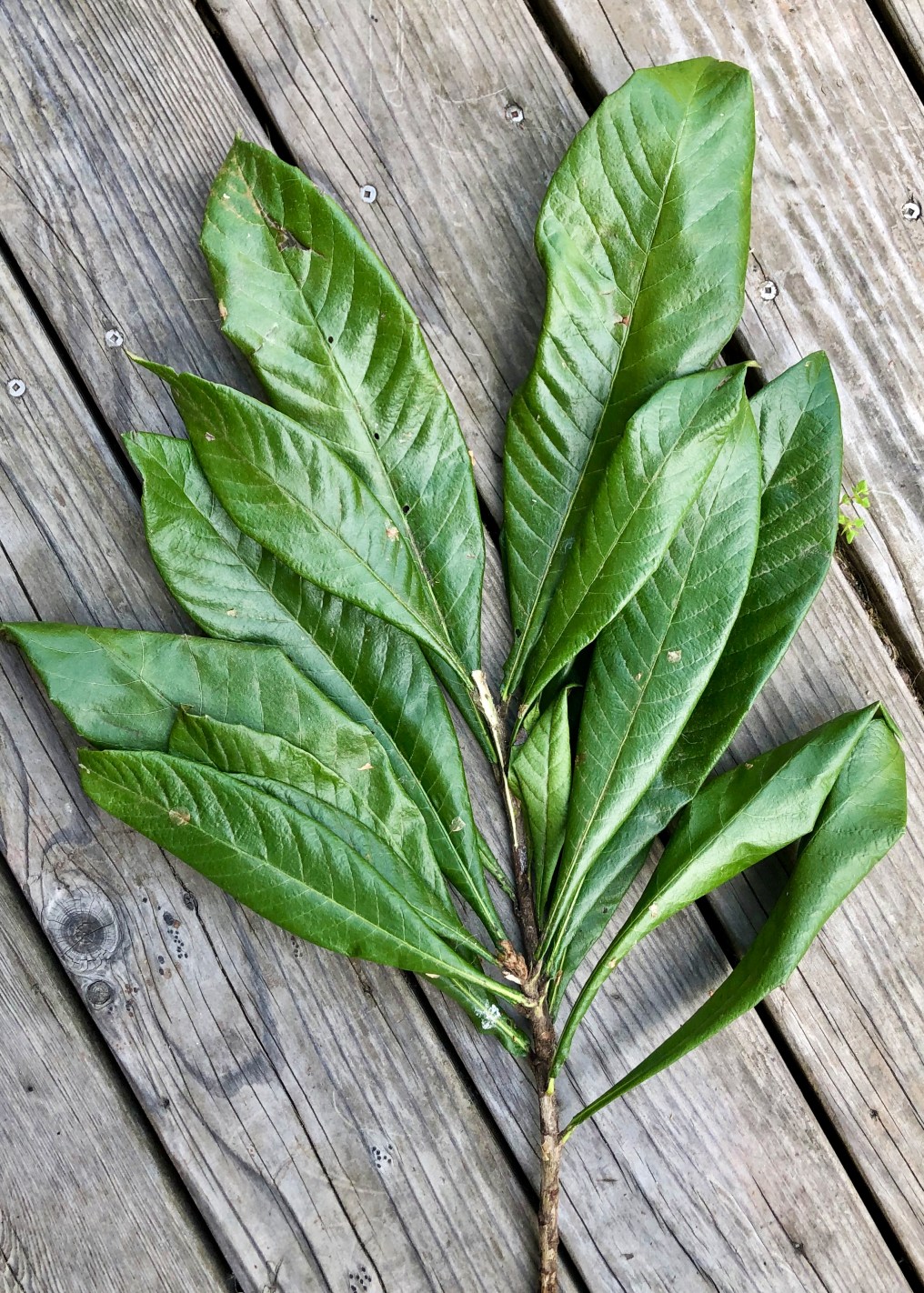 Scattered, a Lesson. With a Loquat Dye. – Myra Made Color