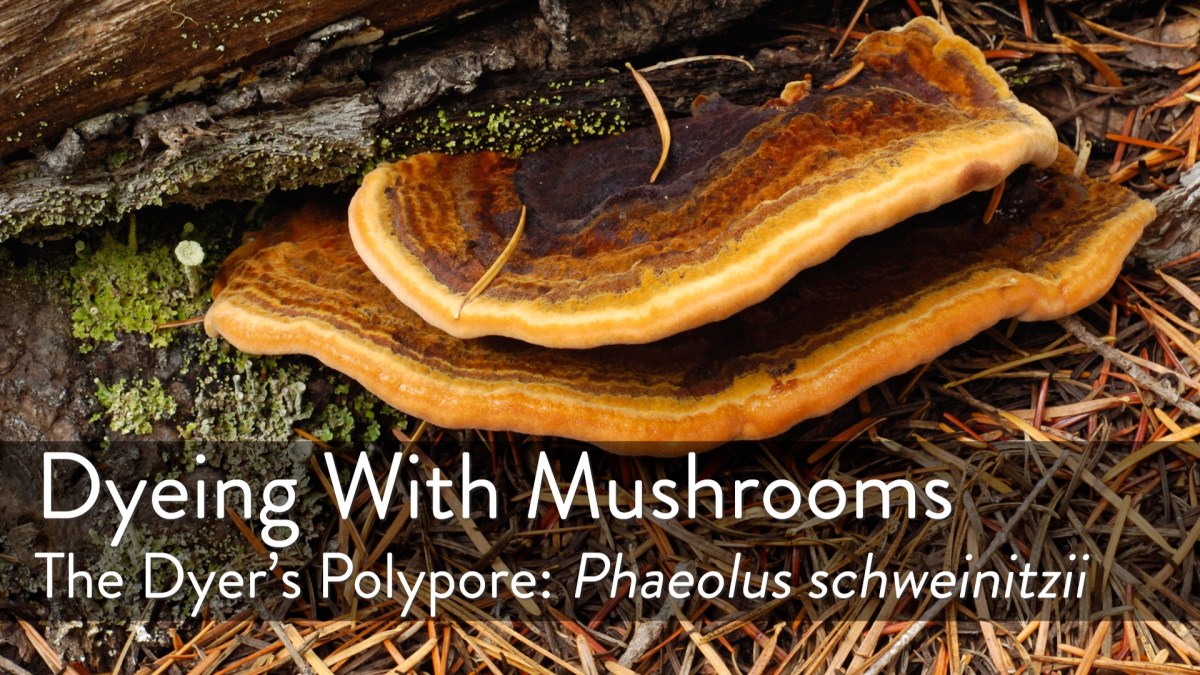 The Dyer’s Polypore: A Video Tutorial – Myra Made Color